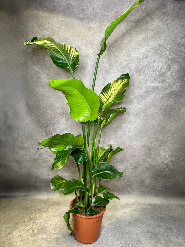 Strelitzia nicolai - izbová rastlina